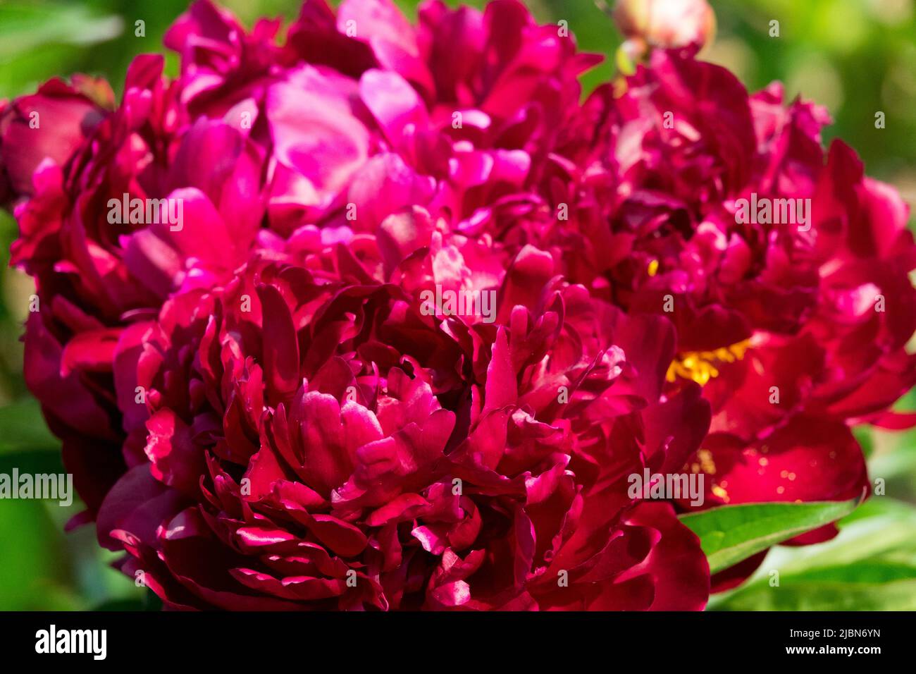 Peter brand hi-res stock photography and images - Alamy