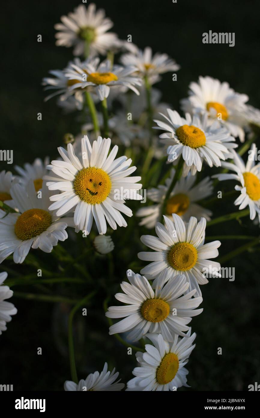 concept of being positive. beauty in simplicity. choice to be smiling ...