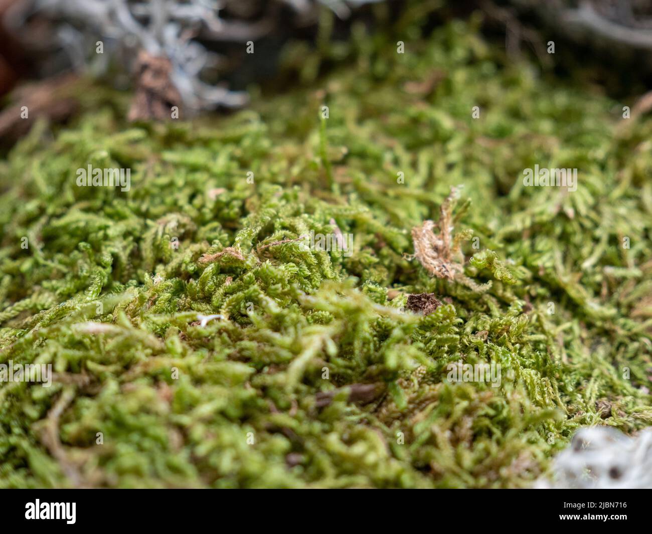 A beautiful strip of green moss on the ground. High quality photo Stock ...