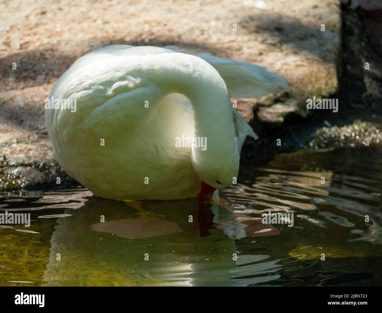 Portrait of a white wild goose. Goose close up Stock Photo - Alamy