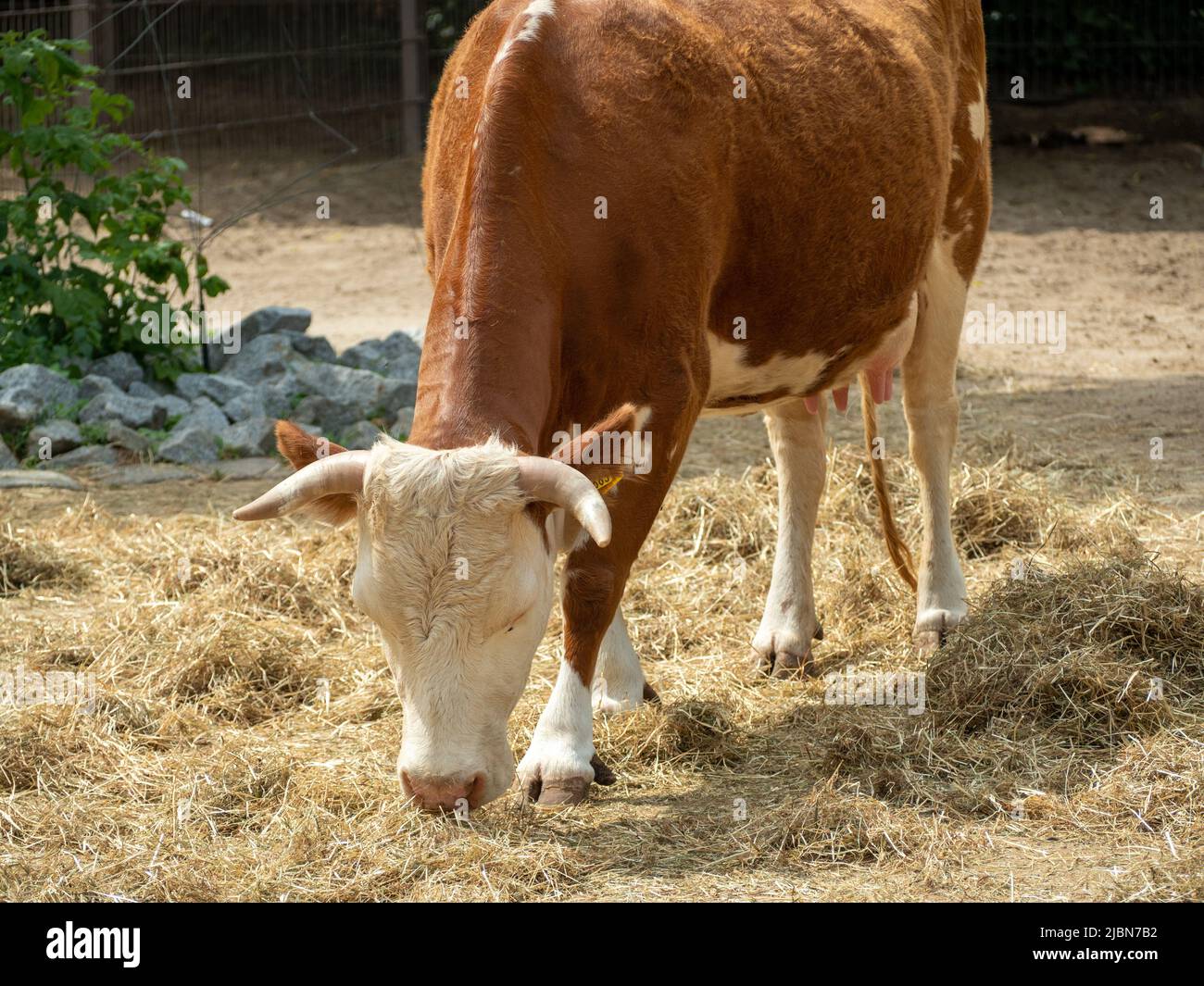 The cow eats straw. Cattle. Close up Stock Photo - Alamy
