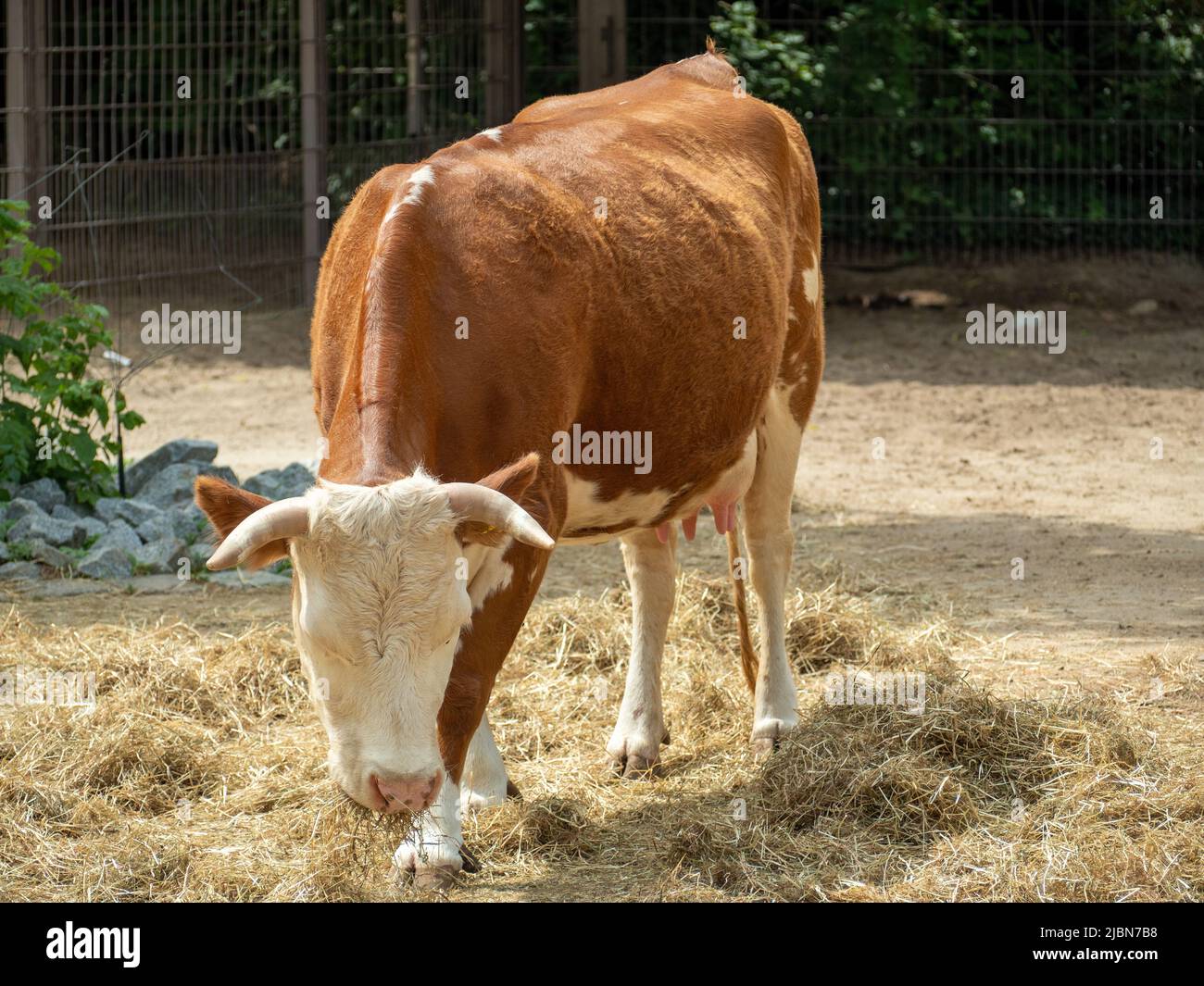 The cow eats straw. Cattle. Close up Stock Photo - Alamy