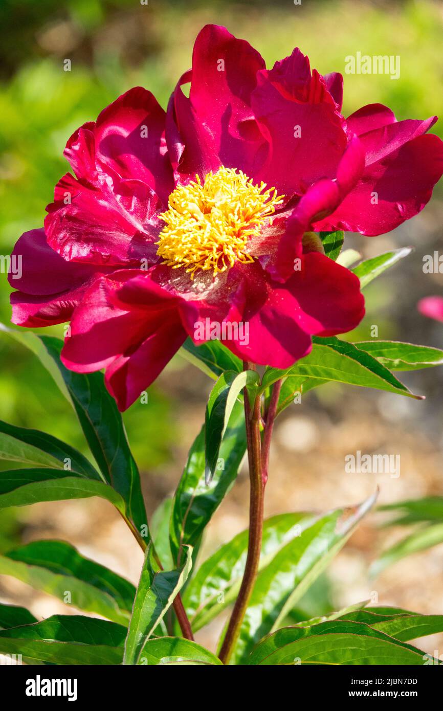 Portrait of a red single flower on stem Peony "Lights Out", Paeonia ...