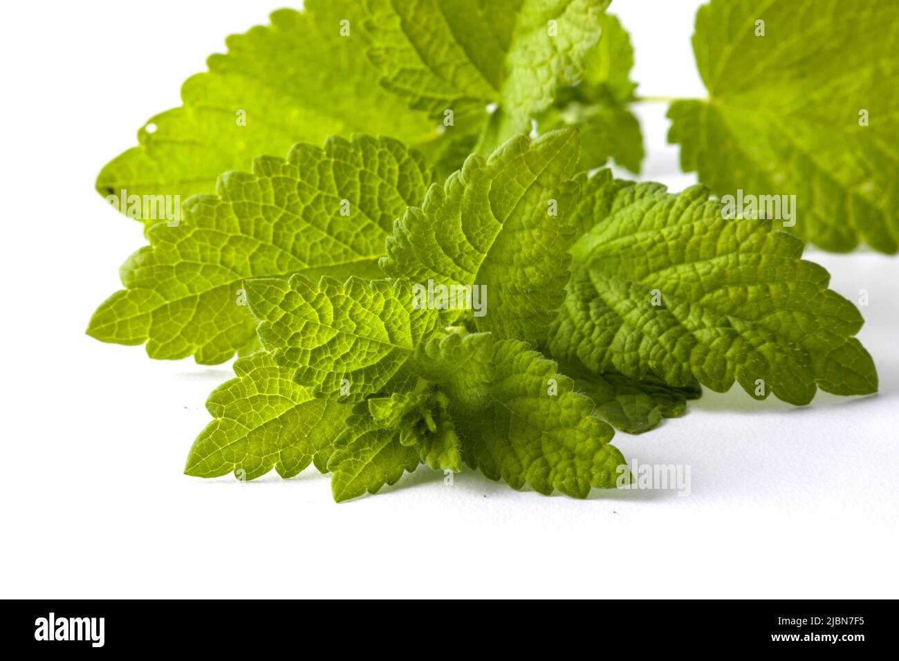 Melissa plant isolated on white Stock Photo - Alamy