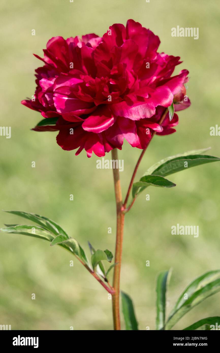 Single flower stem hi-res stock photography and images - Alamy
