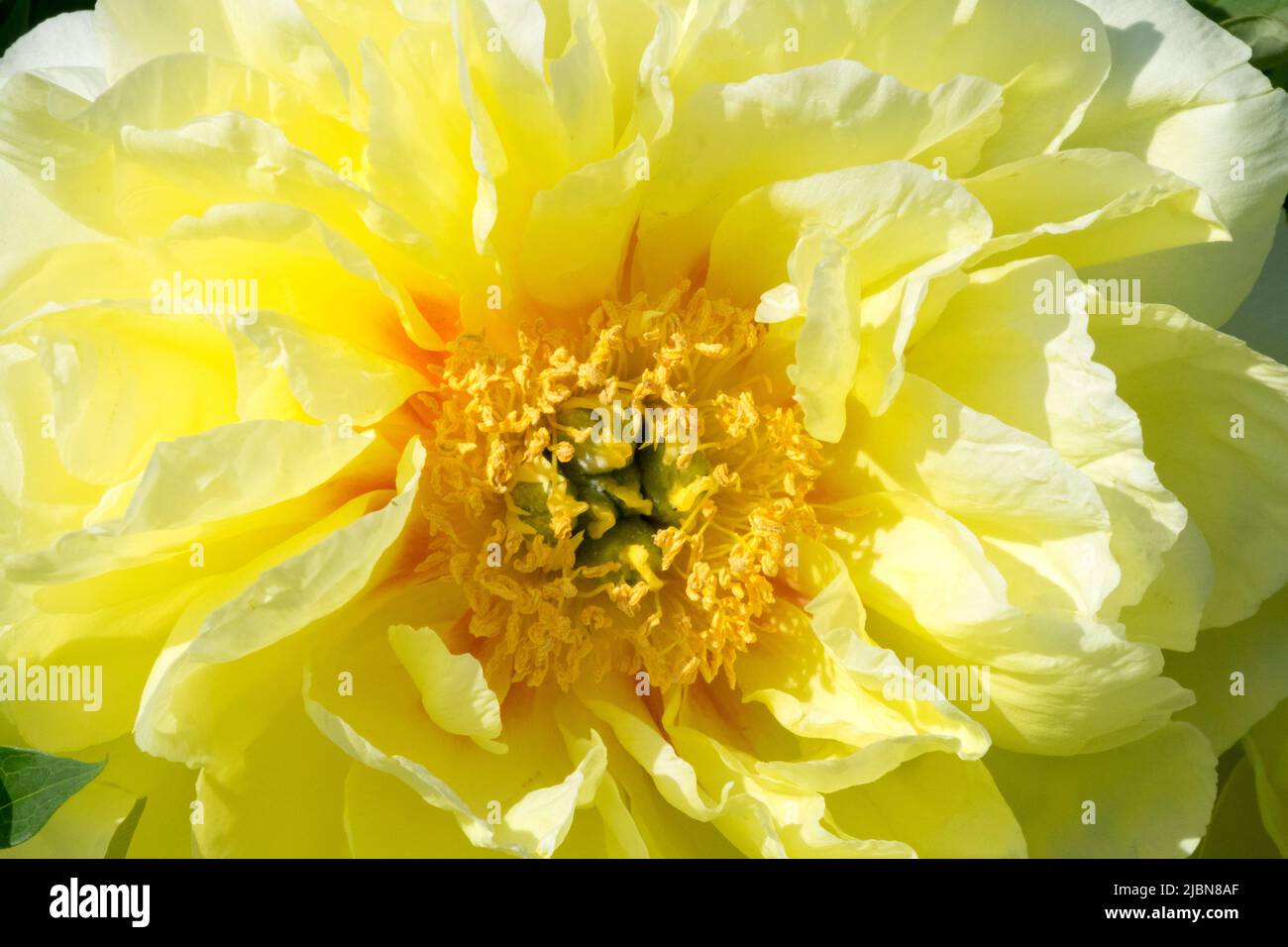Itoh Peony Intersectional Paeonia Bartzella Close up Center Flower ...