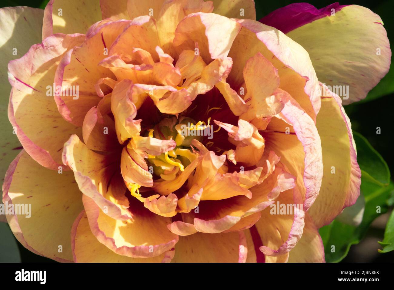 Single peonies hi-res stock photography and images - Alamy