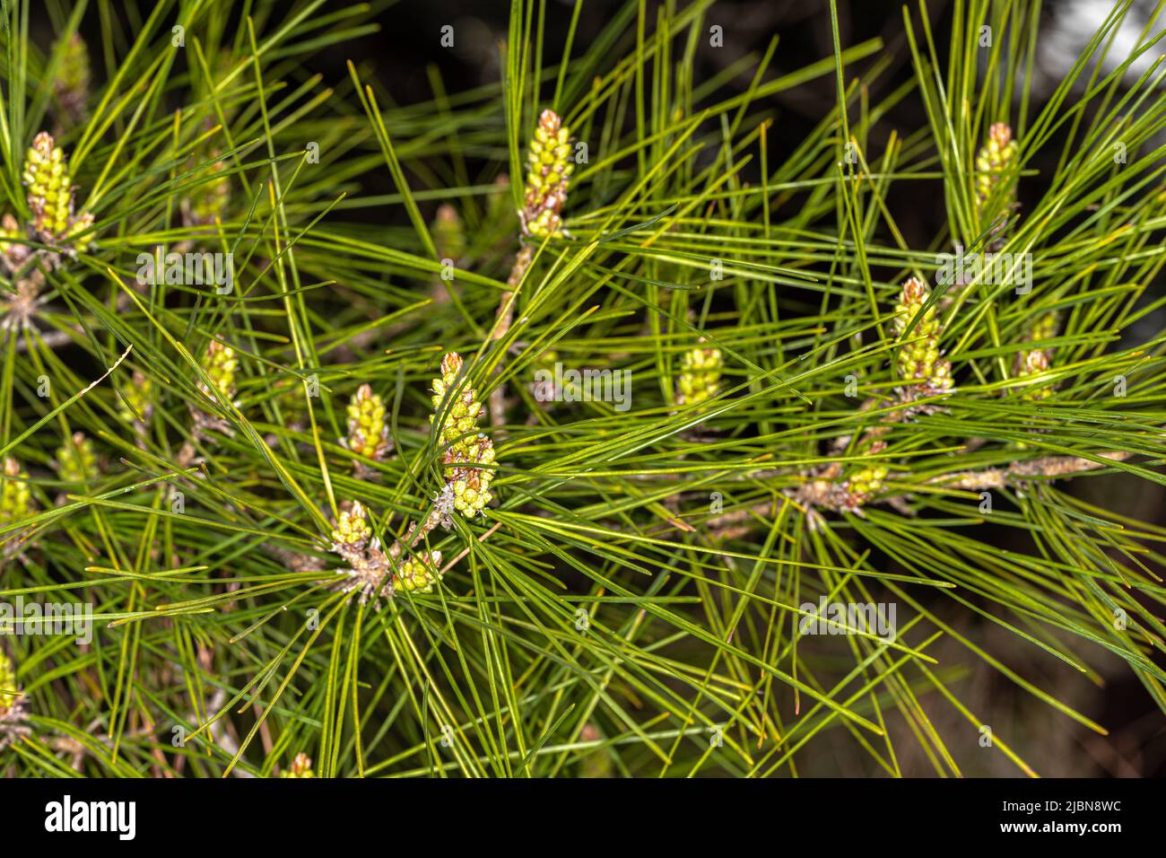 Leaves of Japanese Red Pine (Pinus densiflora ‘Umbraculifera’ Stock Photo - Alamy