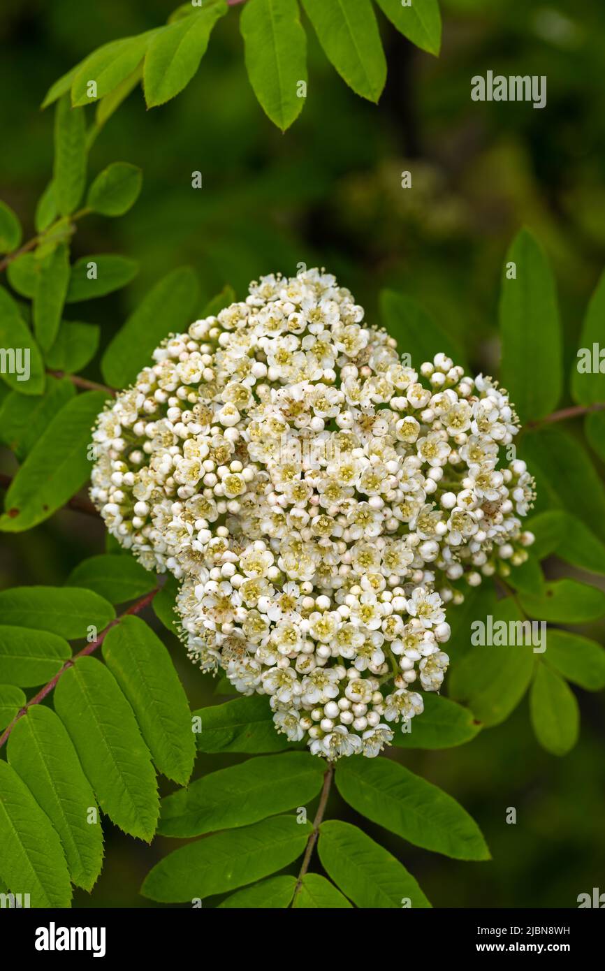 Flowers of Asian Mountain Ash (Sorbus pohuashanensis Stock Photo - Alamy