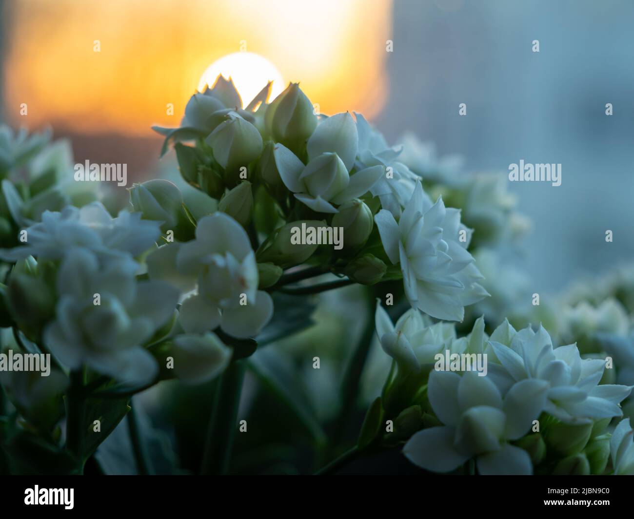 White flower Kalanchoe blosfeldiana at sunset Stock Photo - Alamy