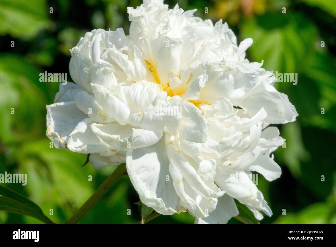 Large bloom White Paeonia lactiflora "Mrs Edward Harding" White peony ...