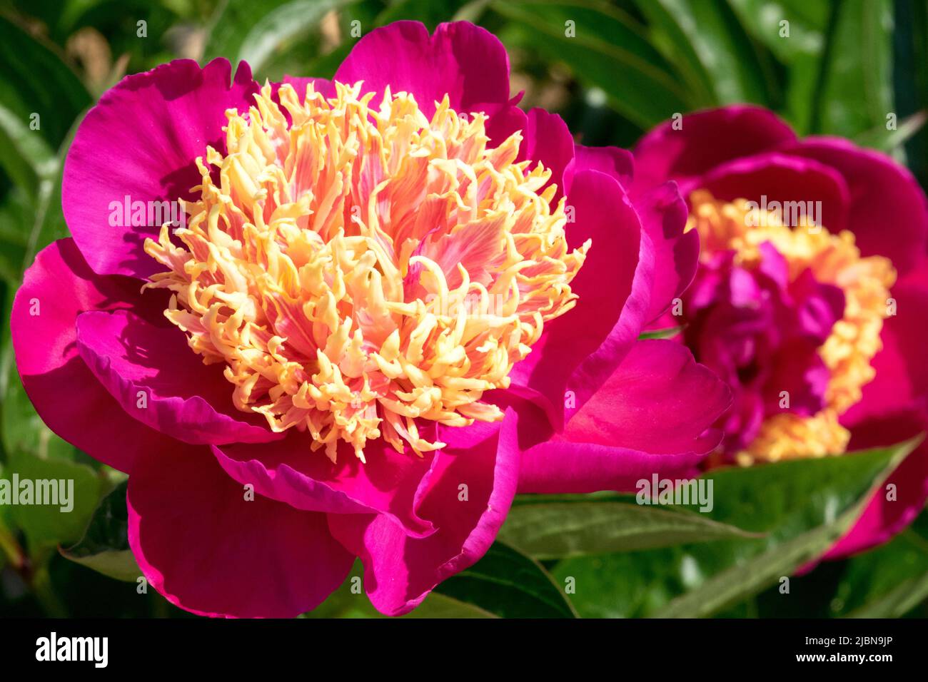 Clown colors hi-res stock photography and images - Alamy