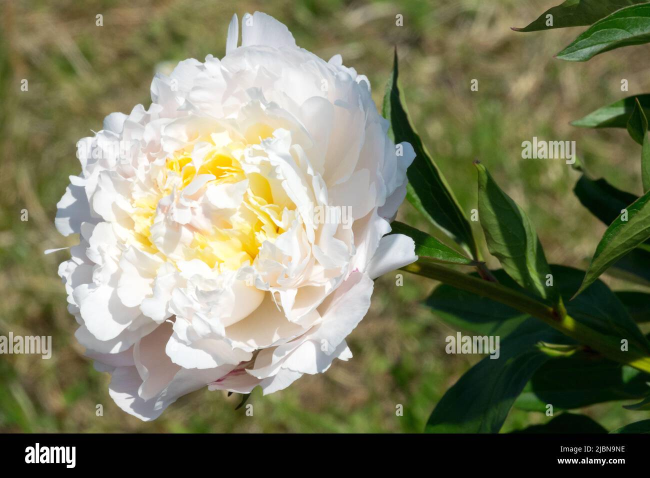 Beautiful single flower hi-res stock photography and images - Alamy