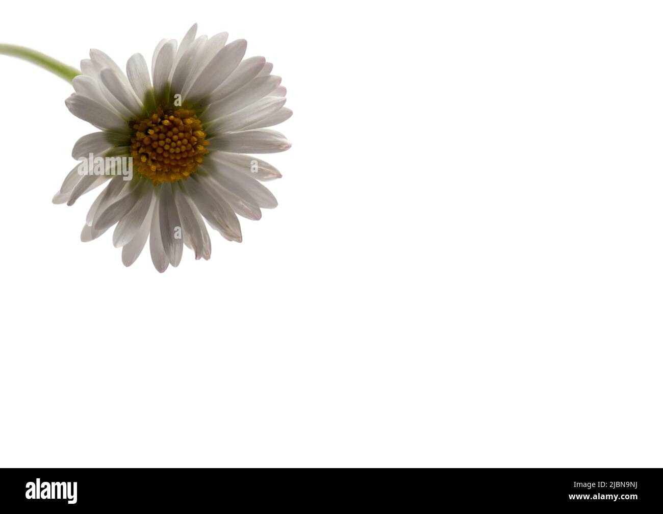 Close up of a vulnerable small yellow white flowering head of daisy ...