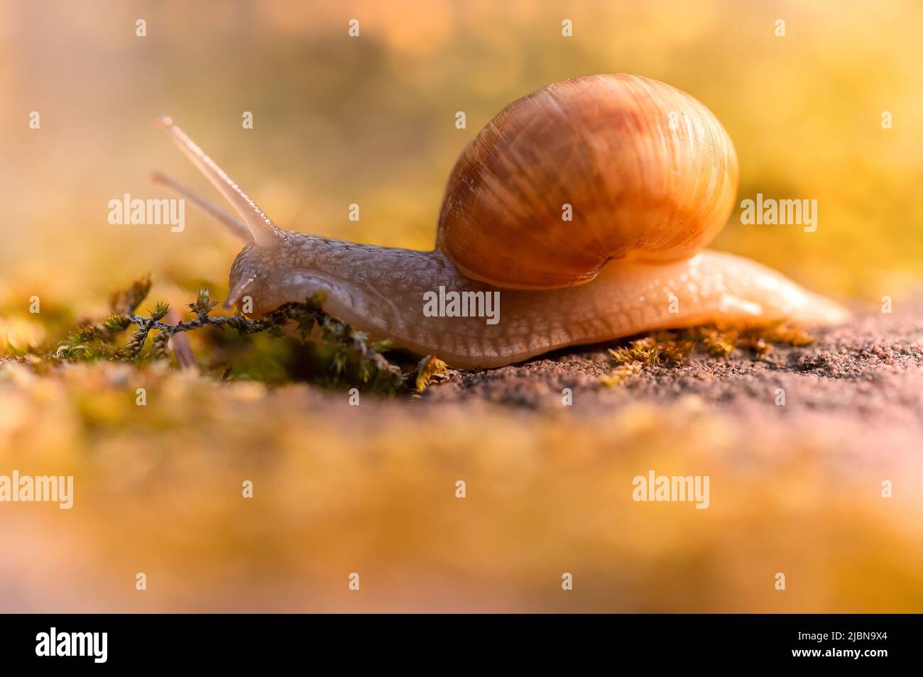 Haus fur eine schnecke hi-res stock photography and images - Alamy
