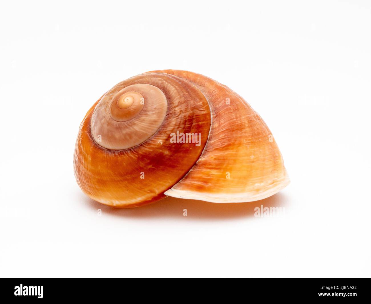 seashell sea on a white background. Seashell isolated on white ...