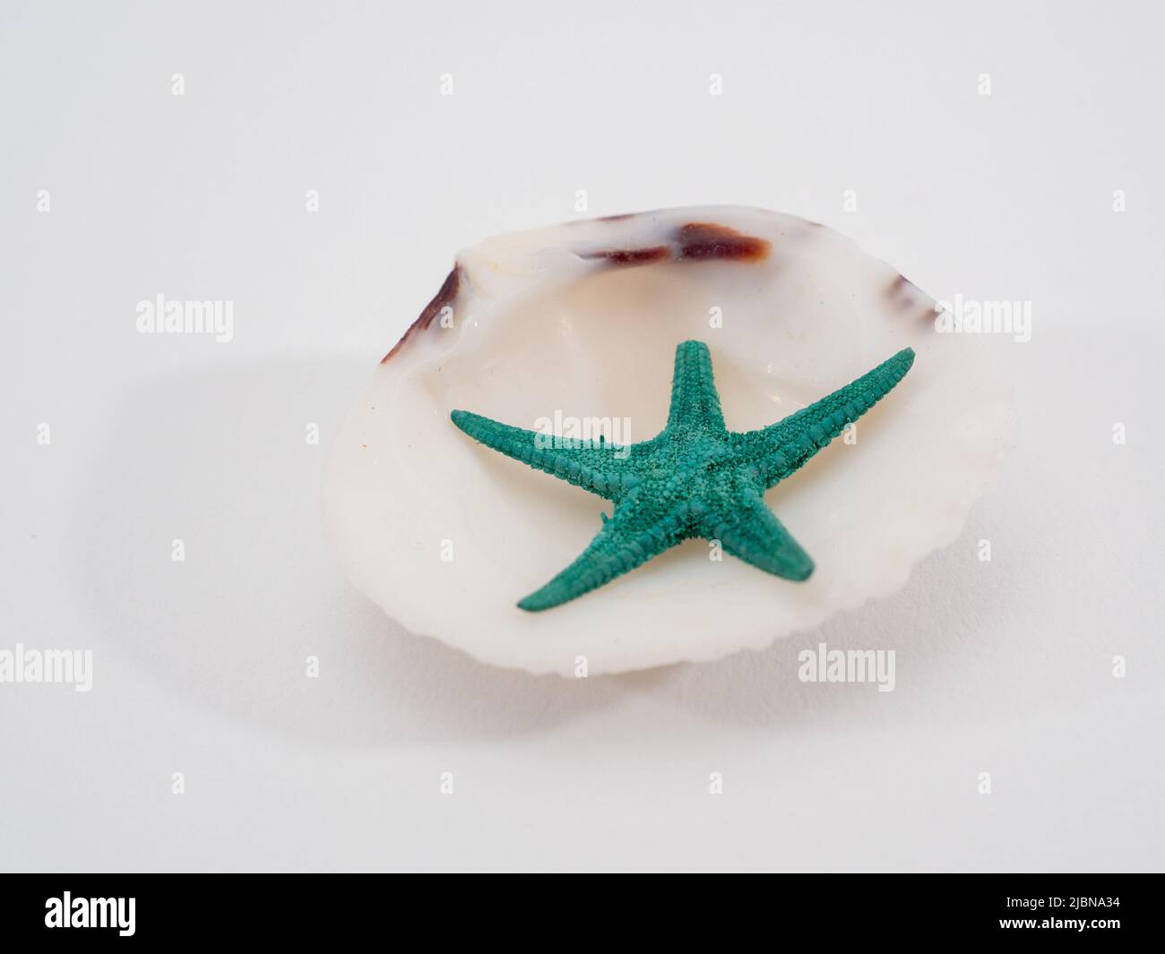 seashell starfish and starfish on a white background. Seashell and ...