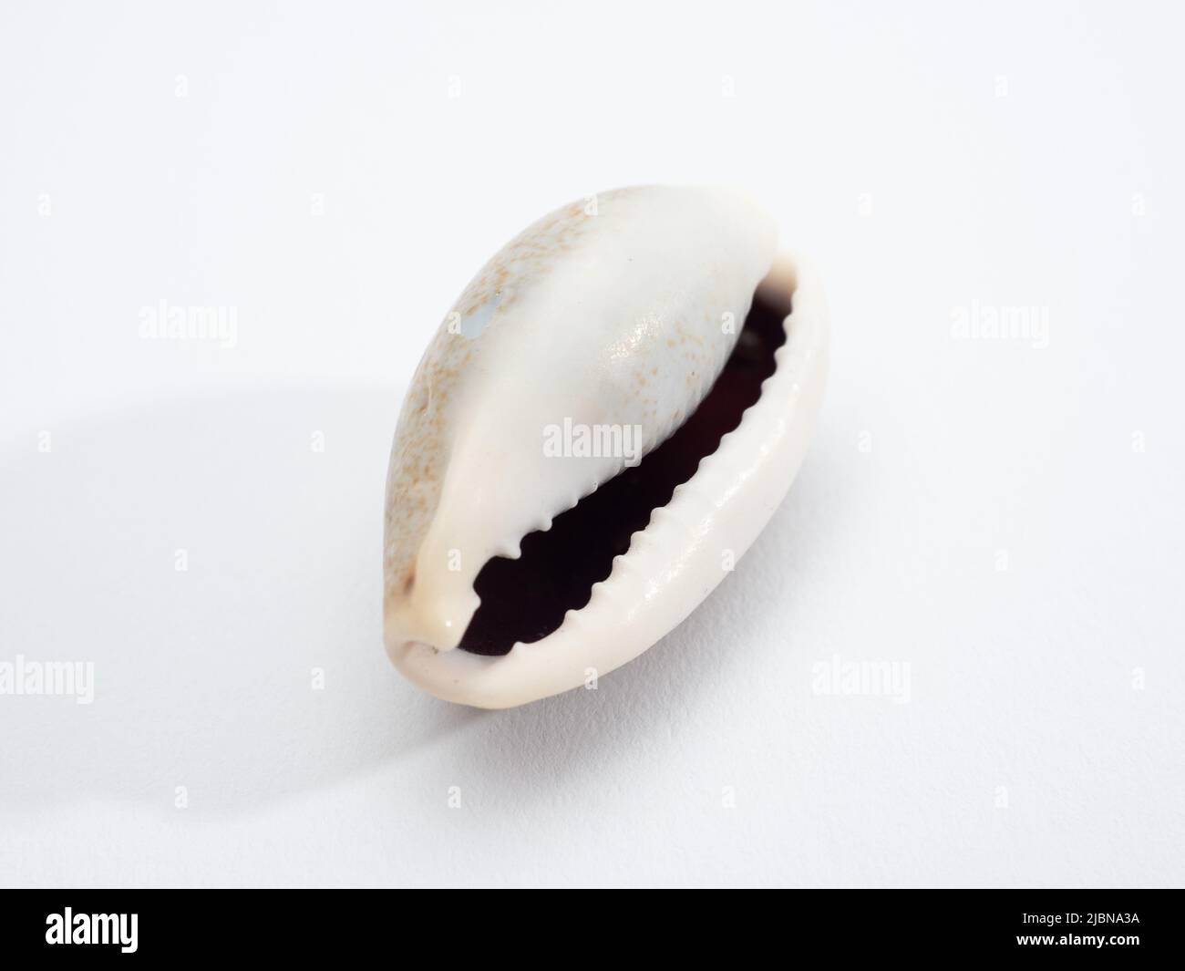 seashell sea on a white background. Seashell isolated on white ...