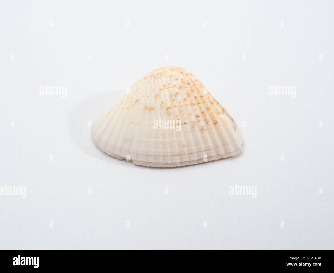 seashell sea on a white background. Seashell isolated on white ...