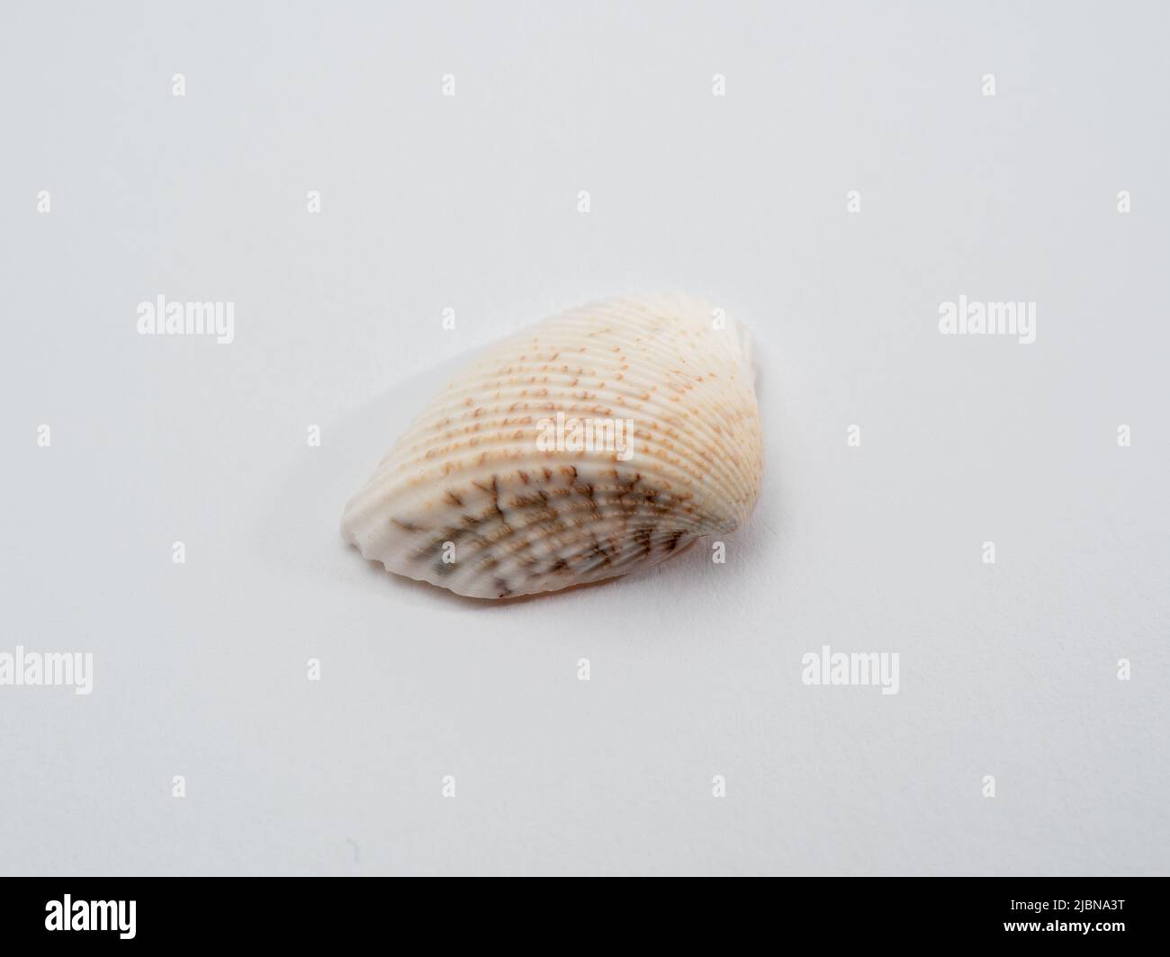 seashell sea on a white background. Seashell isolated on white ...