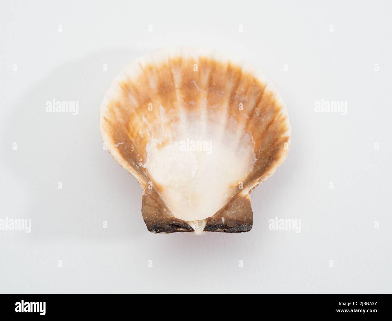 Scallop shell cut out hi-res stock photography and images - Alamy