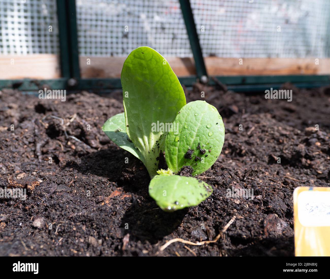 Zucchini seedlings in a greenhouse. Greenhouse seedlings Stock Photo ...