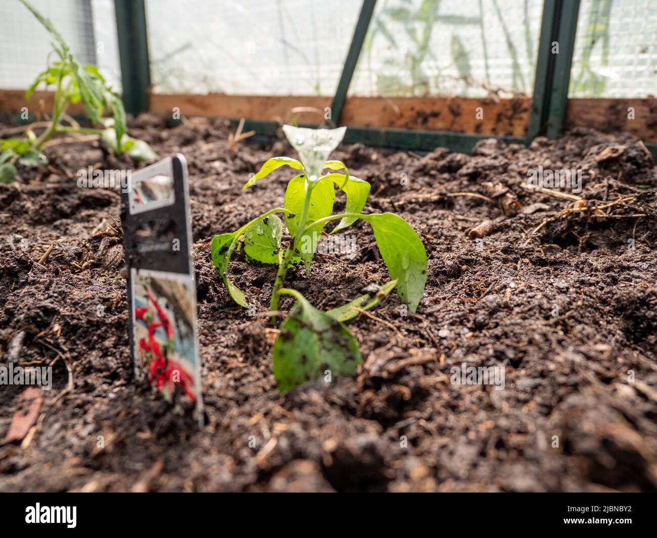 Red pepper seedlings in a greenhouse. Greenhouse seedlings Stock Photo ...