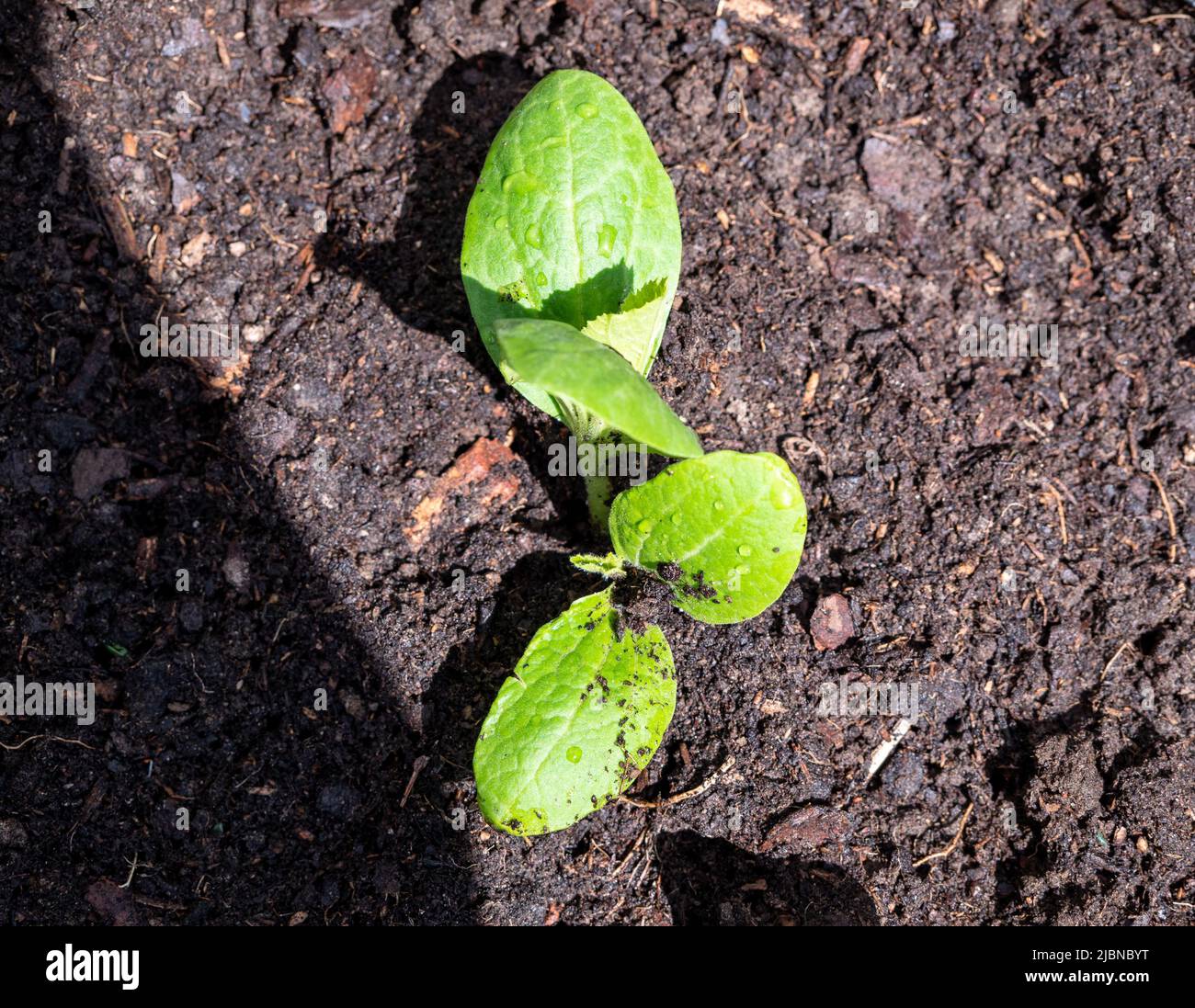Zucchini seedlings in a greenhouse. Greenhouse seedlings Stock Photo ...