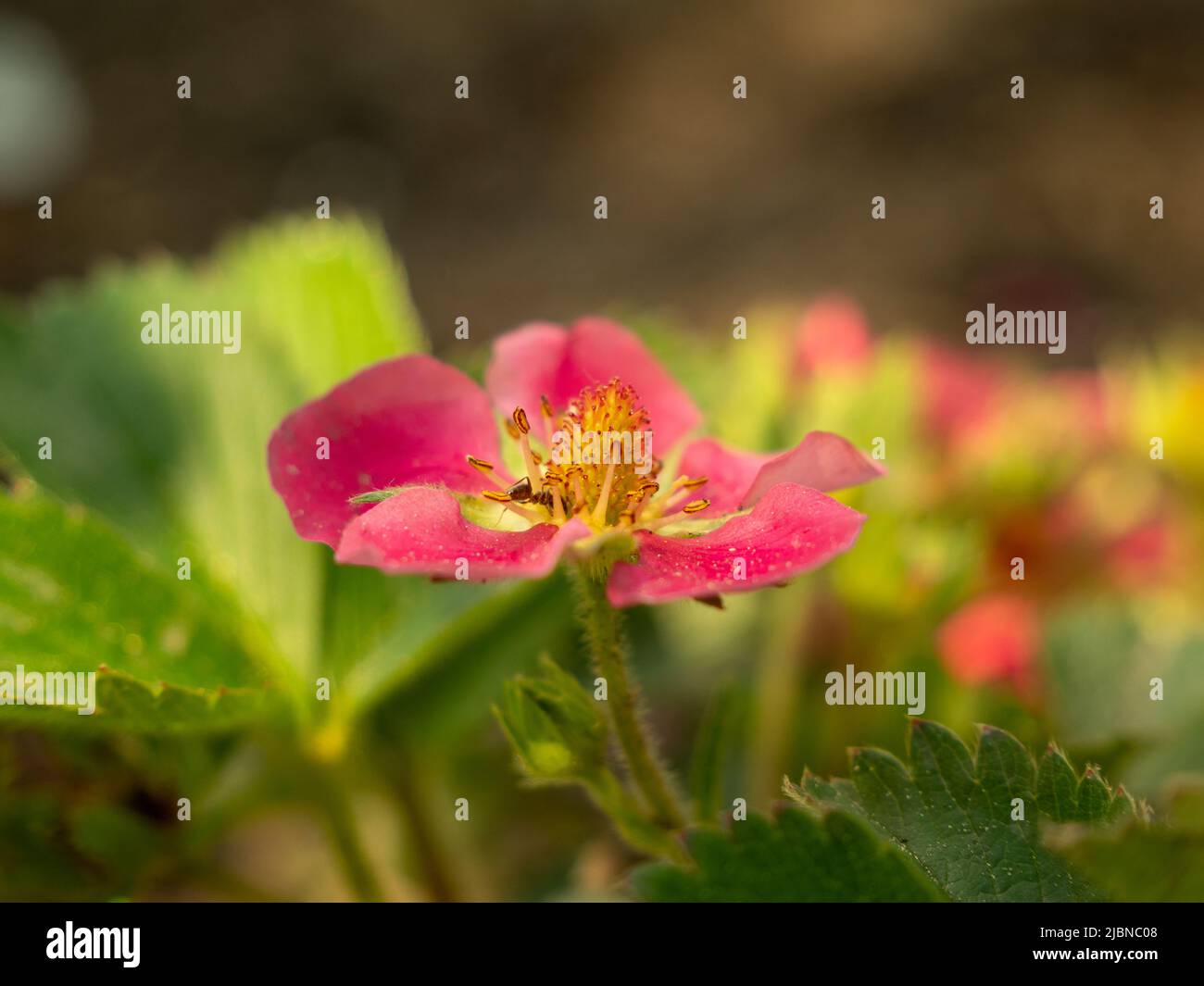 Red strawberry flowers. Strawberry inflorescences. Red flowers Stock ... Red strawberry flowers. Strawberry inflorescences. Red flowers Stock ...