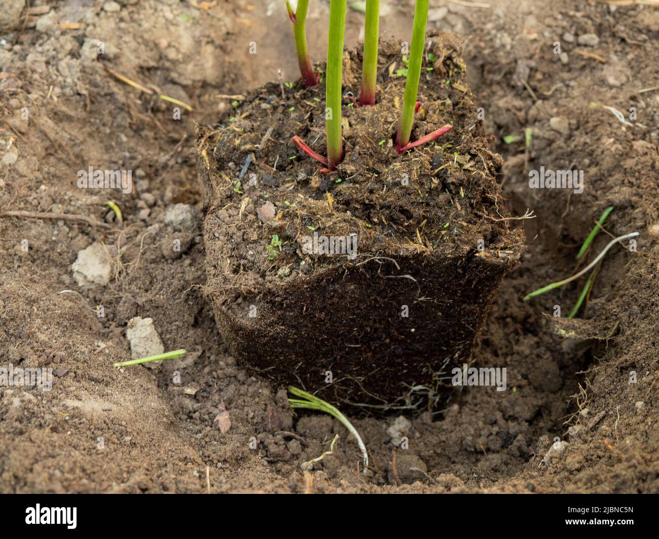 Spring gardening, rose bush transplanted from pot to flower bed Stock ...
