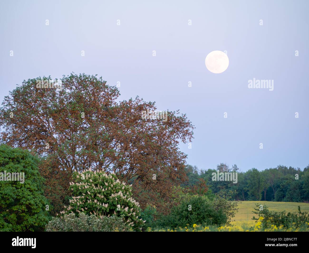 Moon above pine trees hi-res stock photography and images - Alamy