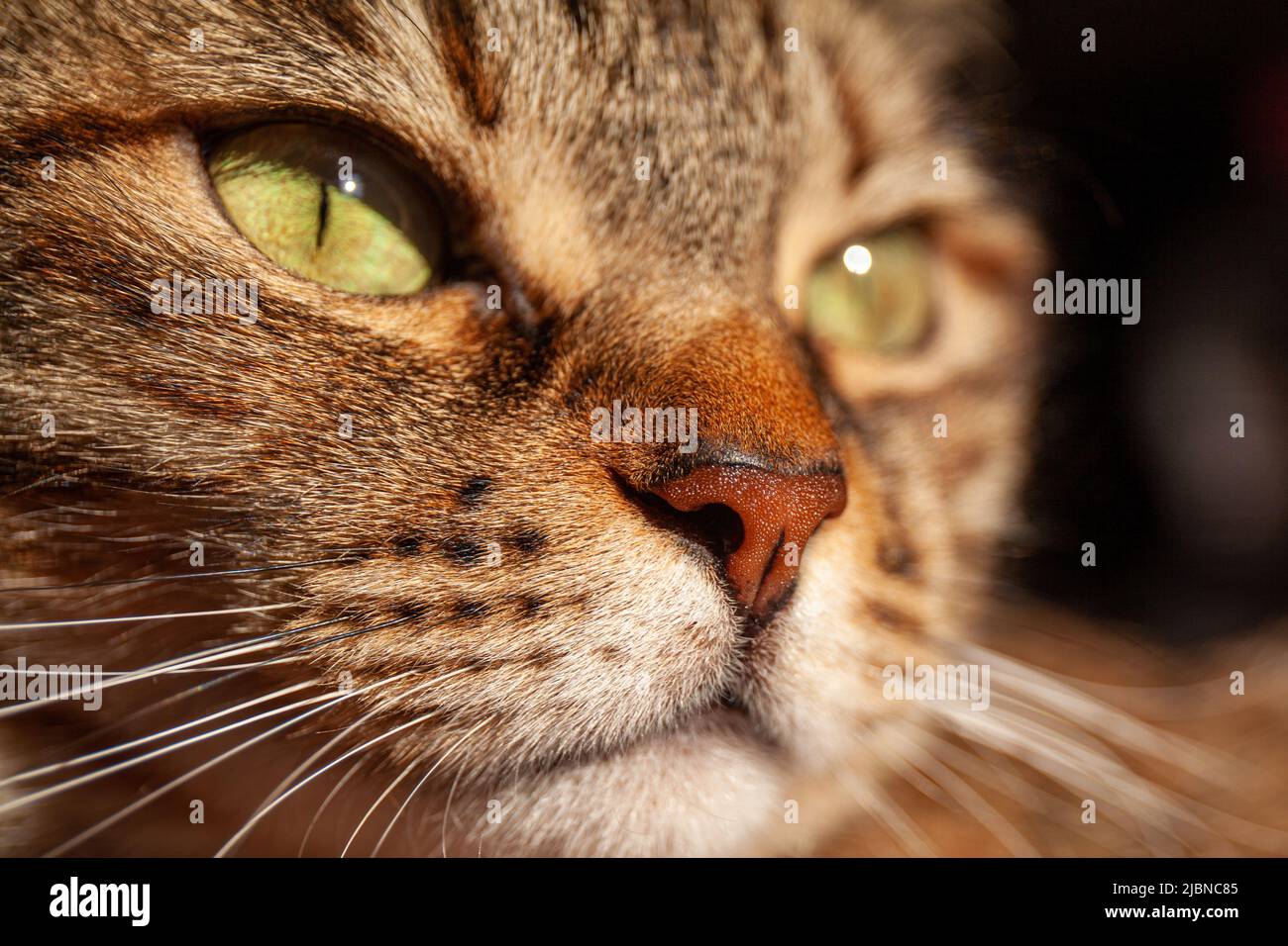 Cat close up portrait with macro on nose and whiskers. Brown tabby cat ...