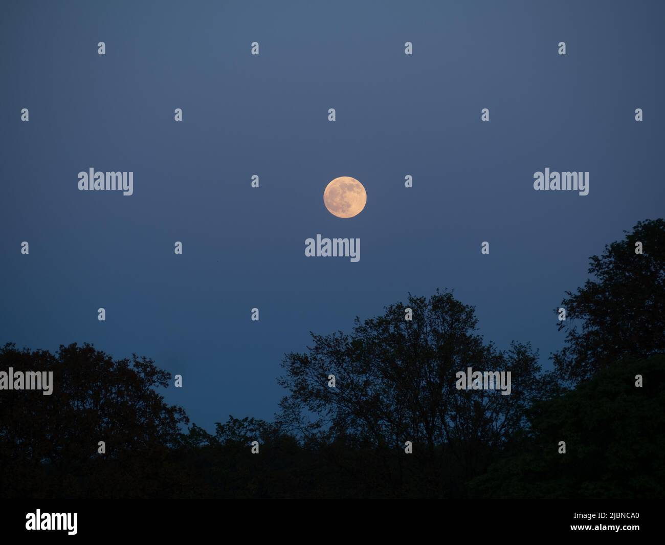 Moon above pine trees hi-res stock photography and images - Alamy