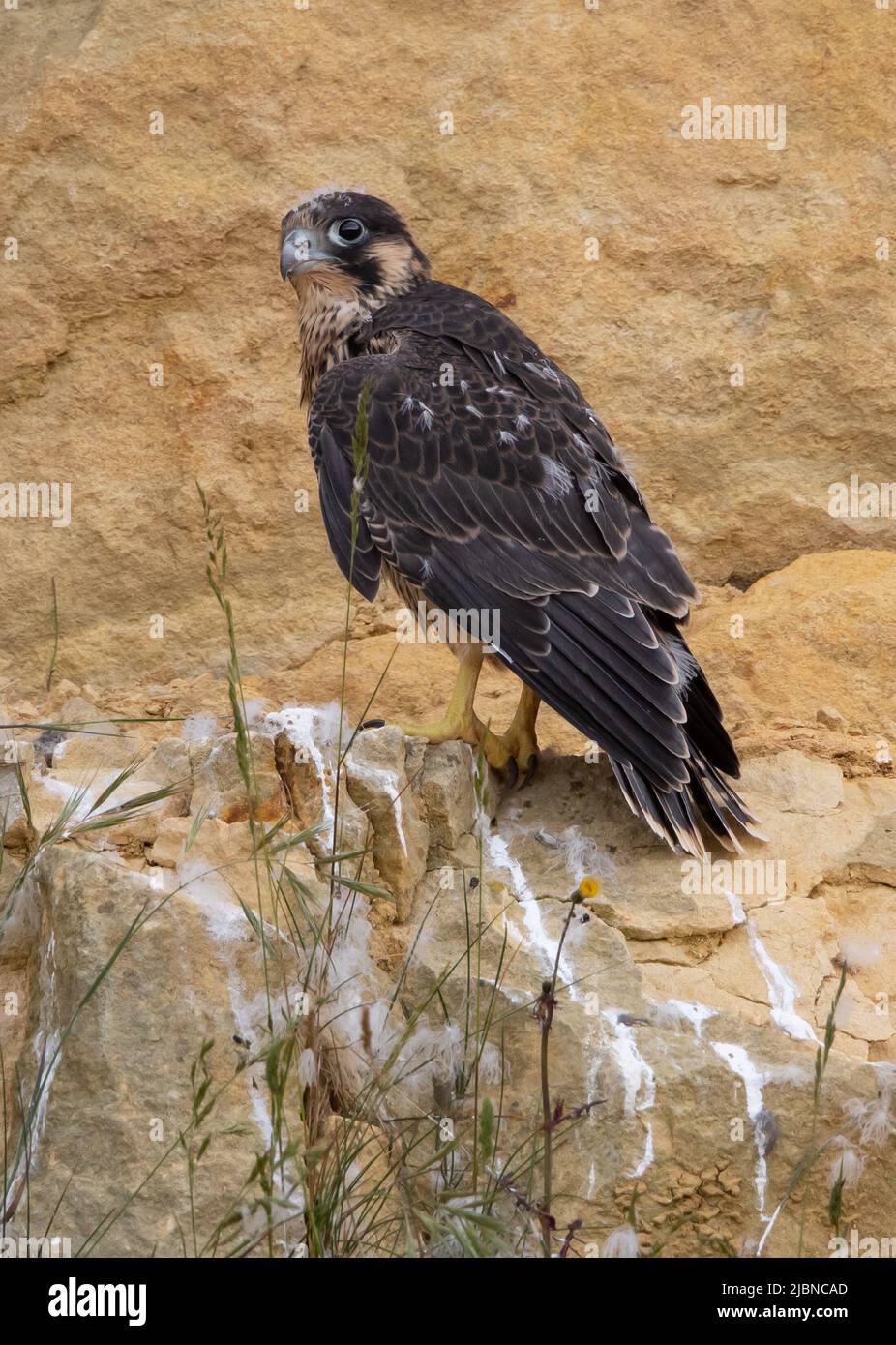 Peregrine Falcon chicks in a quarry Cotswold Hills Gloucestershire UK ...