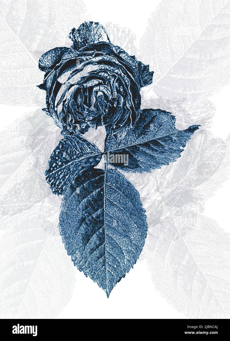 Hand draw rose flower in retro style. Distress illustration Stock Photo ...