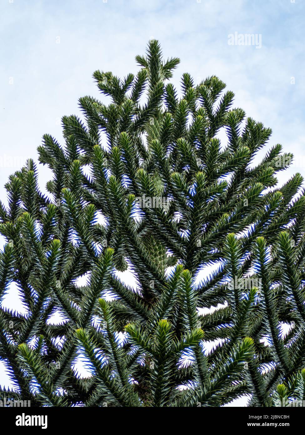 Monkey puzzle branch hi-res stock photography and images - Alamy