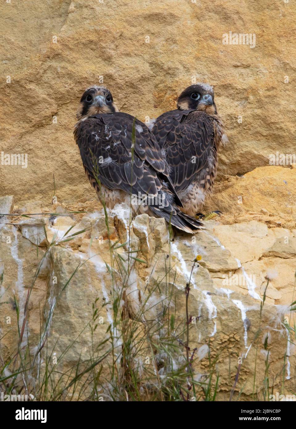 Peregrine Falcon chicks in a quarry Cotswold Hills Gloucestershire UK ...