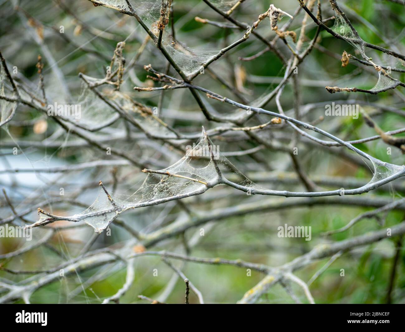 Dried shrub in the web. Tree in the web Stock Photo - Alamy