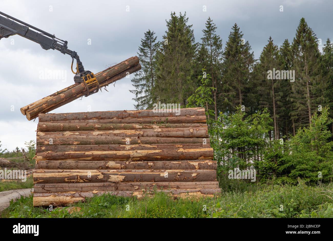 an excavator grab is putting tree tunks on a stack in a forest Stock ...