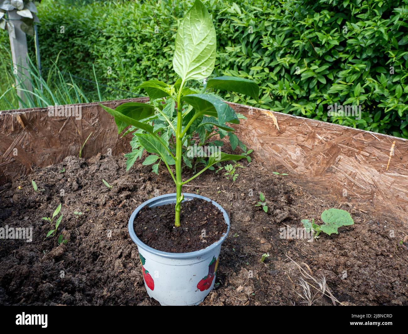 Red pepper seedling in a greenhouse Stock Photo - Alamy