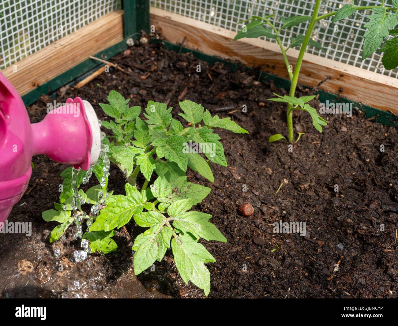 Watered tomato sapling in the greenhouse. Watering the tomato Stock ...