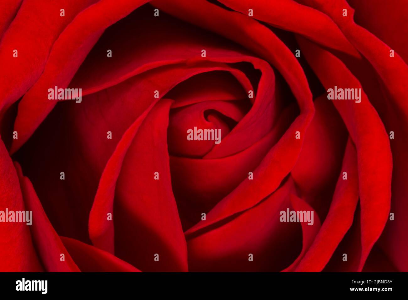 Dark red rose flower hi-res stock photography and images - Alamy