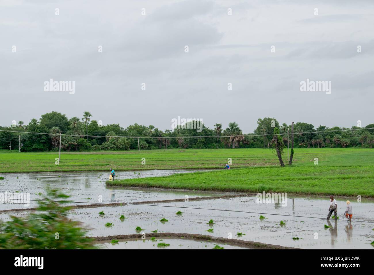 farmers working on a paddy field in India. Concept - Agriculture Stock ...