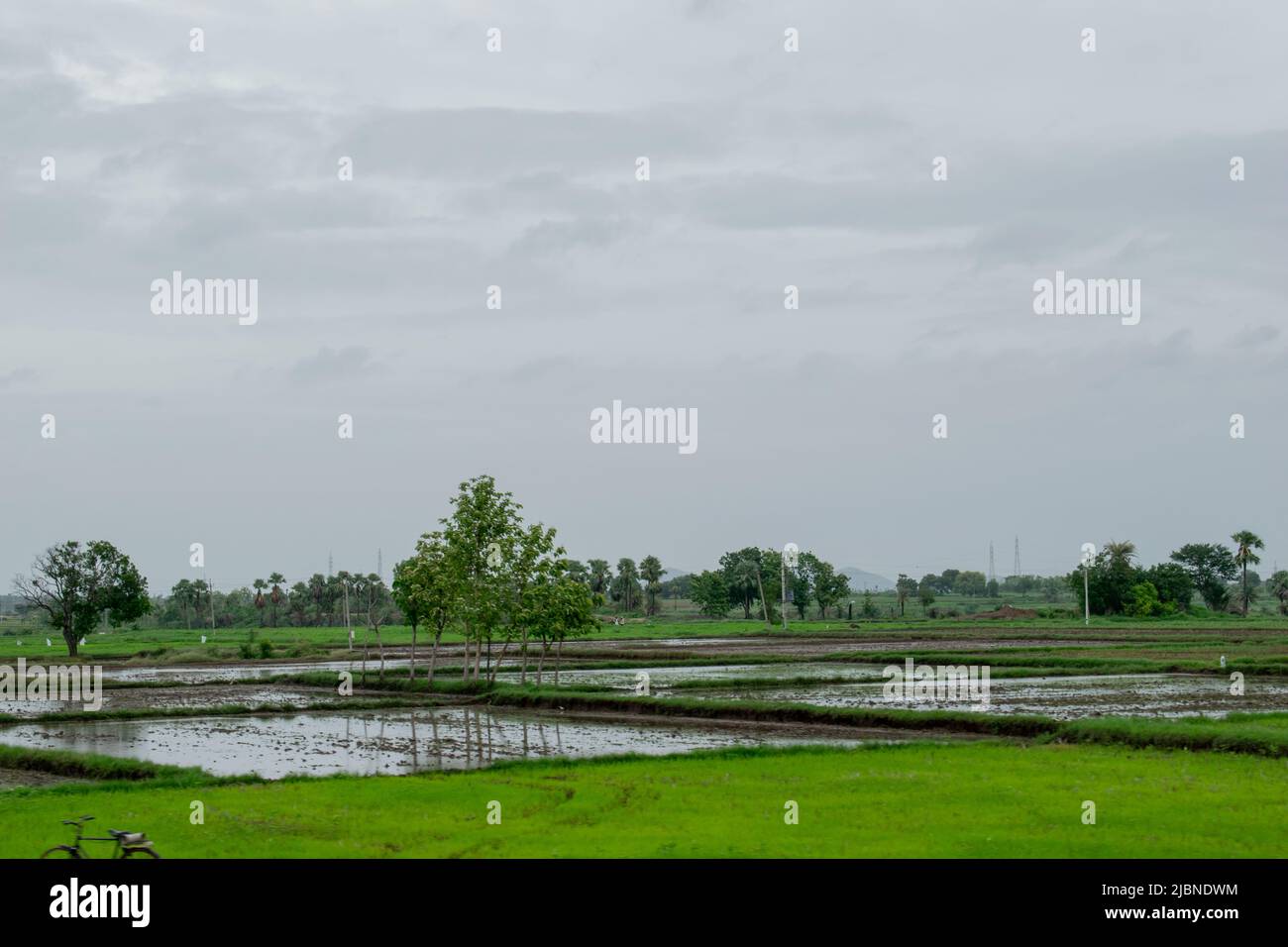 View of an indian paddy field filled with water Stock Photo - Alamy