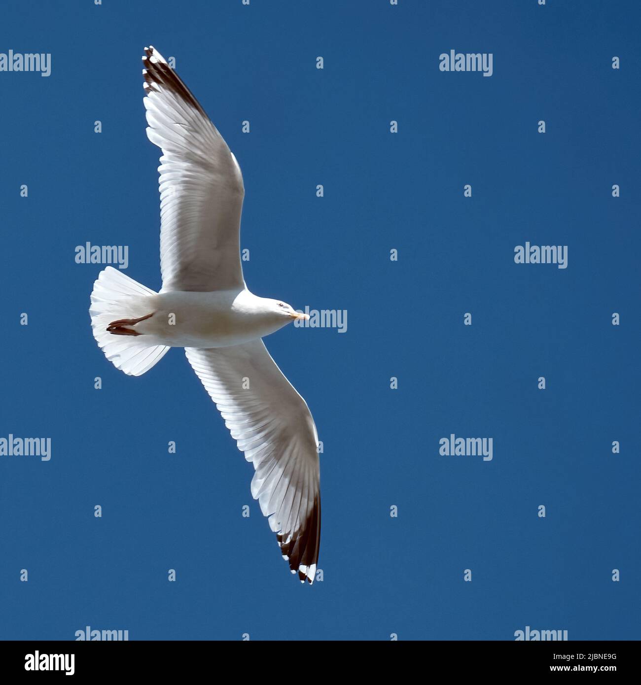 Scottish gull hi-res stock photography and images - Alamy