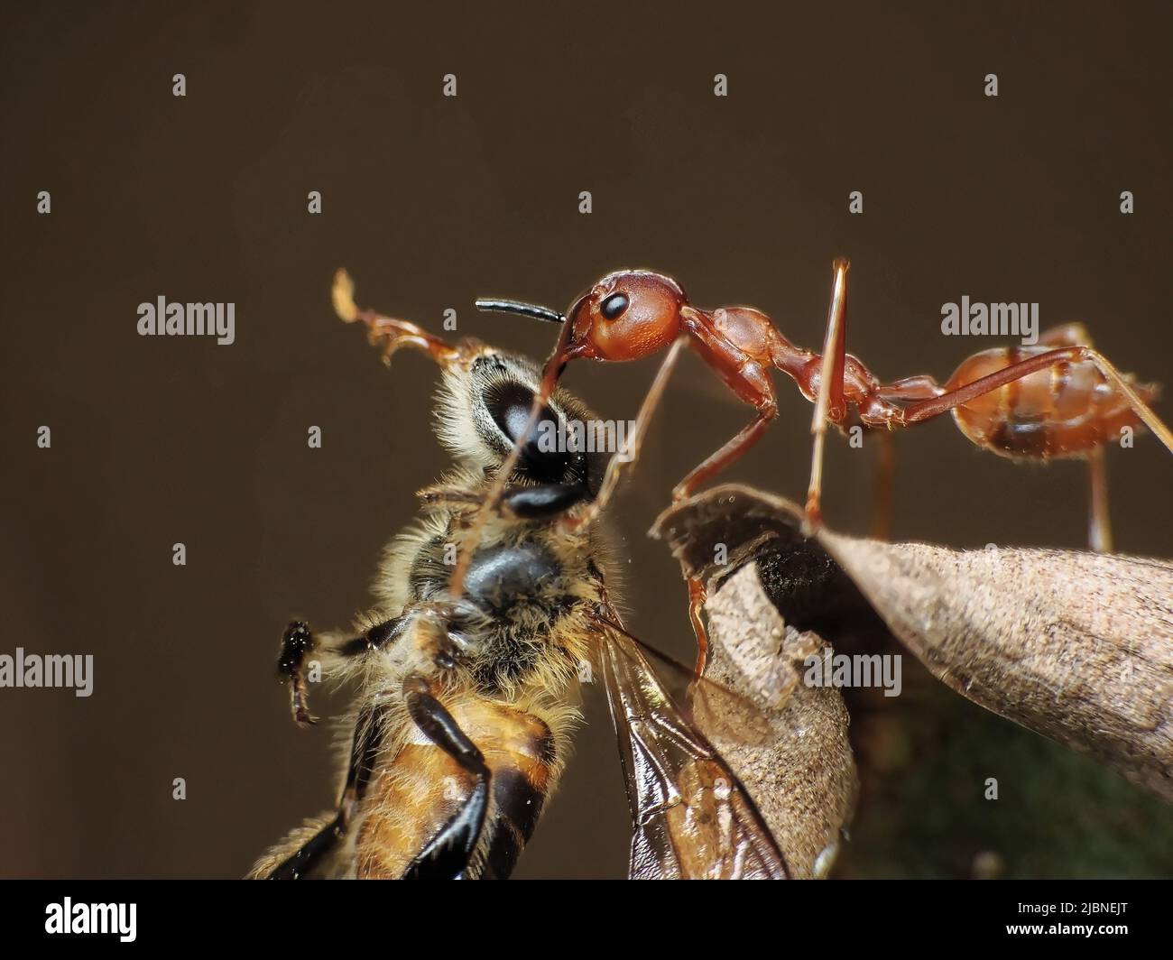 Ants colony moth hi-res stock photography and images - Alamy