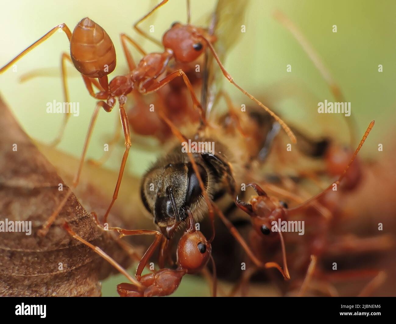 close-up the ant colony caught a bee Stock Photo - Alamy