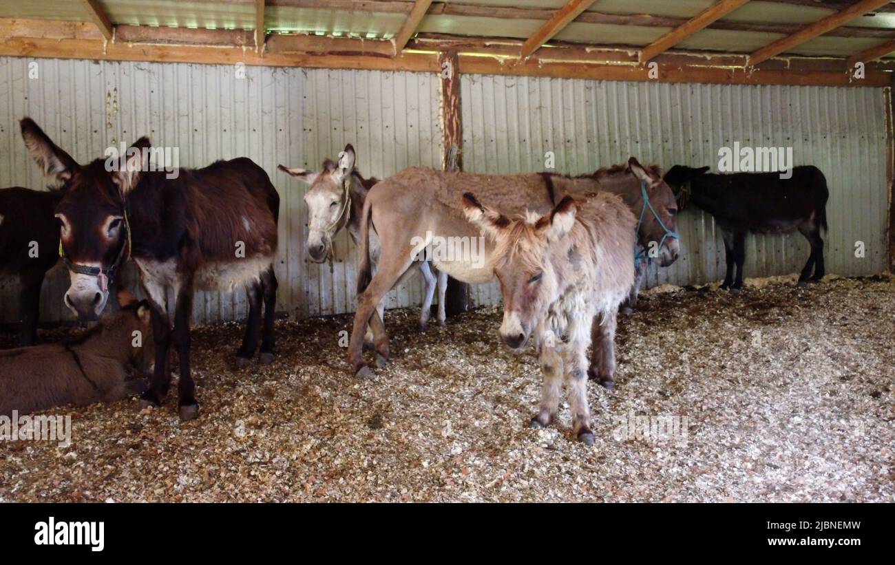 Herd of donkeys stand inside paddock. Many donkeys at donkey farm ...