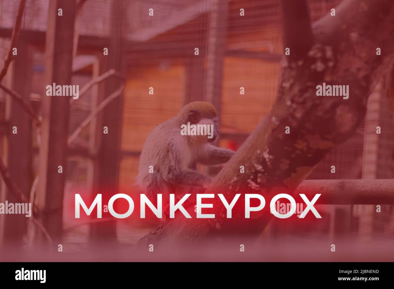Monkeypox virus. Red background. Outbreak concept. Virus transmitted to ...