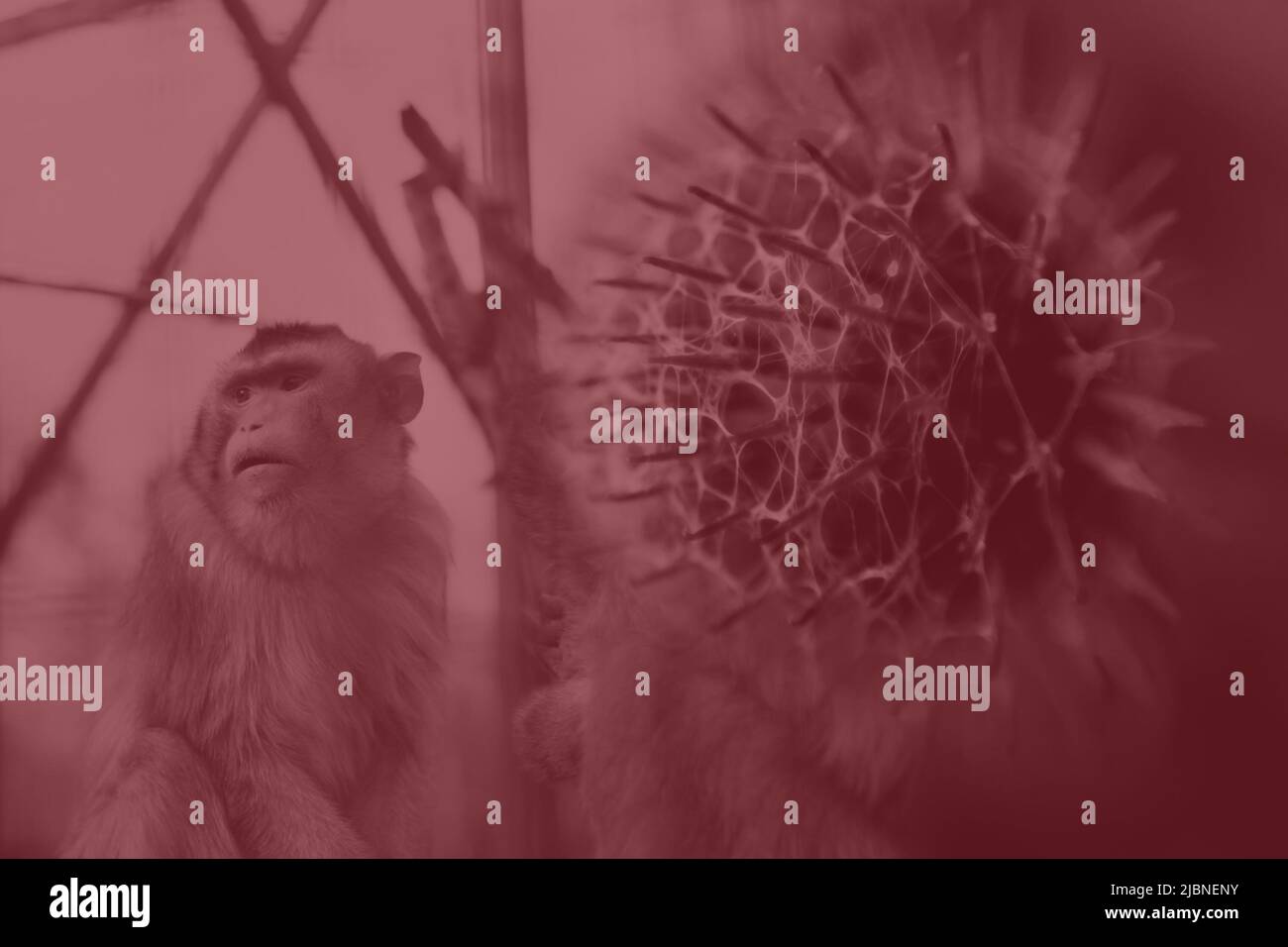 Monkeypox virus. Red background. Outbreak concept. Virus transmitted to ...